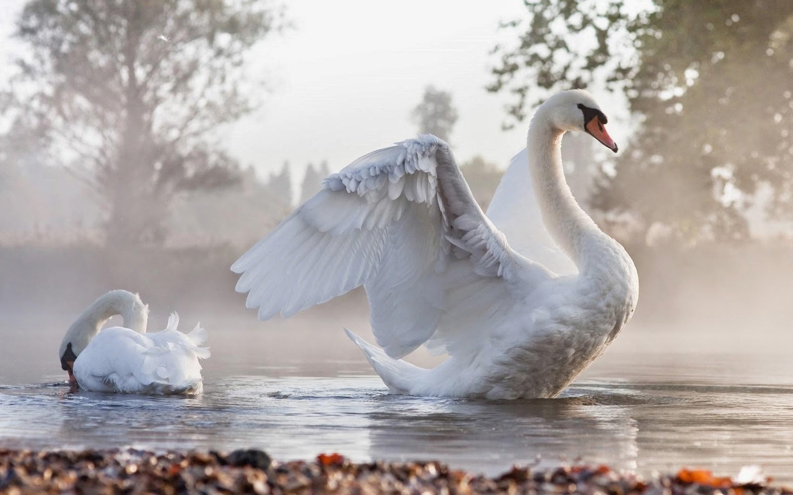 Swans Birds Lake HD Wallpapers - 3D HD Wallpapers